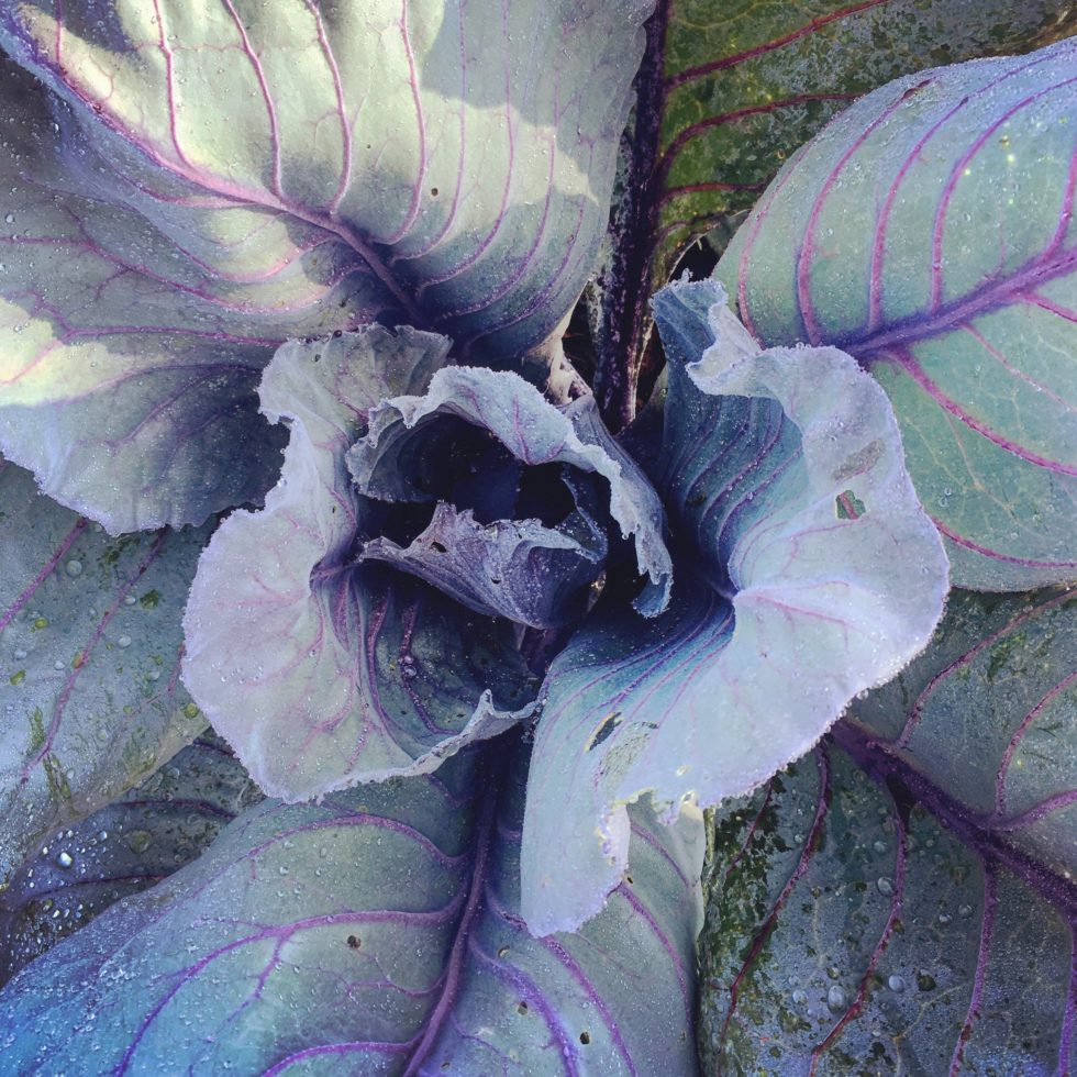 Farm Media Gallery - Antioch College