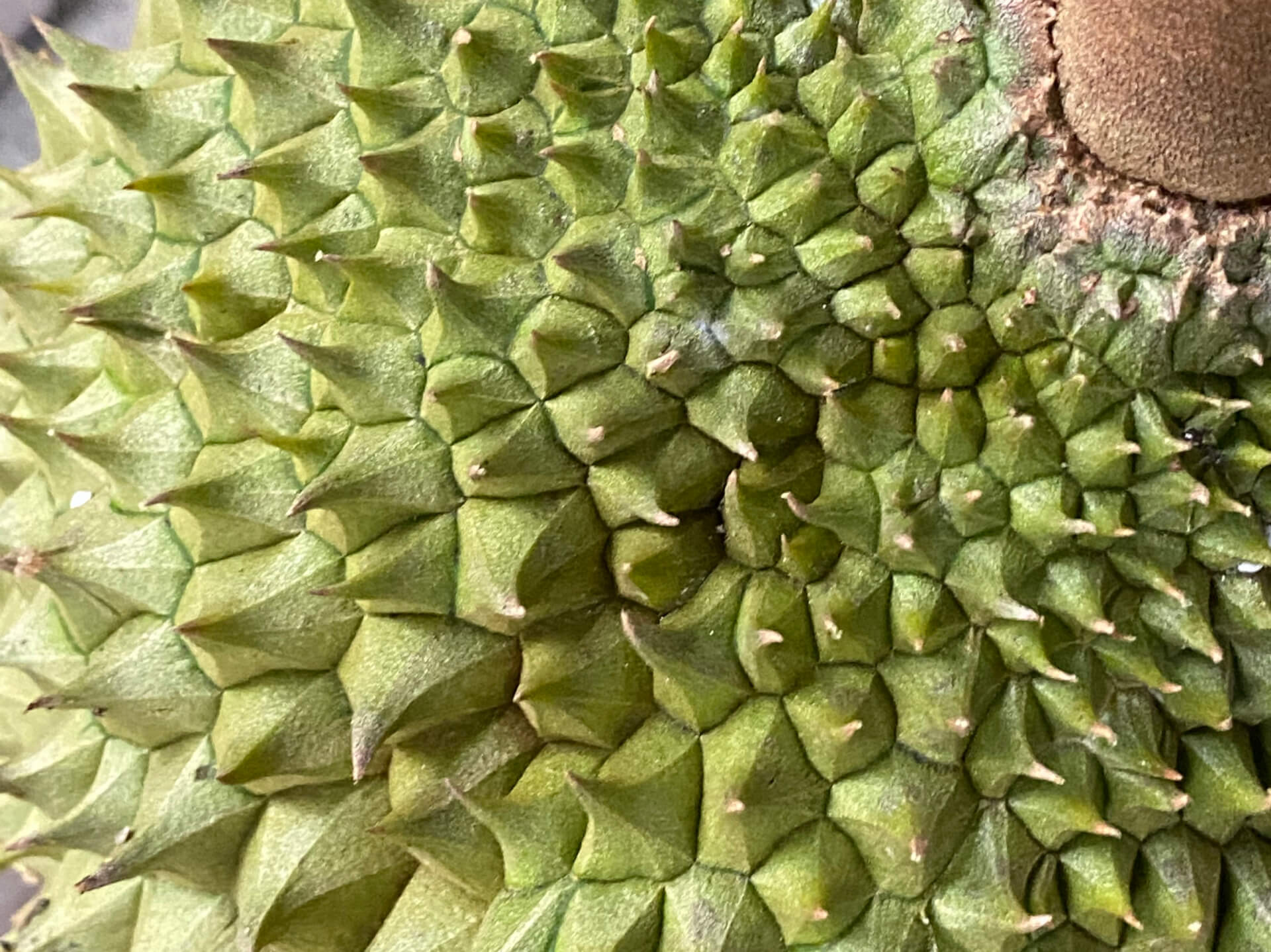 "The Dangers of Tropical Fruits" Victor Hernández Cruz - Antioch College